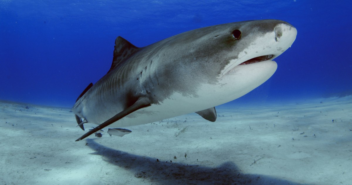 Sharks on Drugs: A Shocking Discovery - The Pink Times