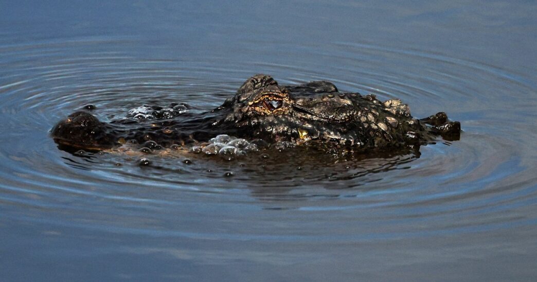 Gator Attack: Wild Police Chase Drama - The Pink Times